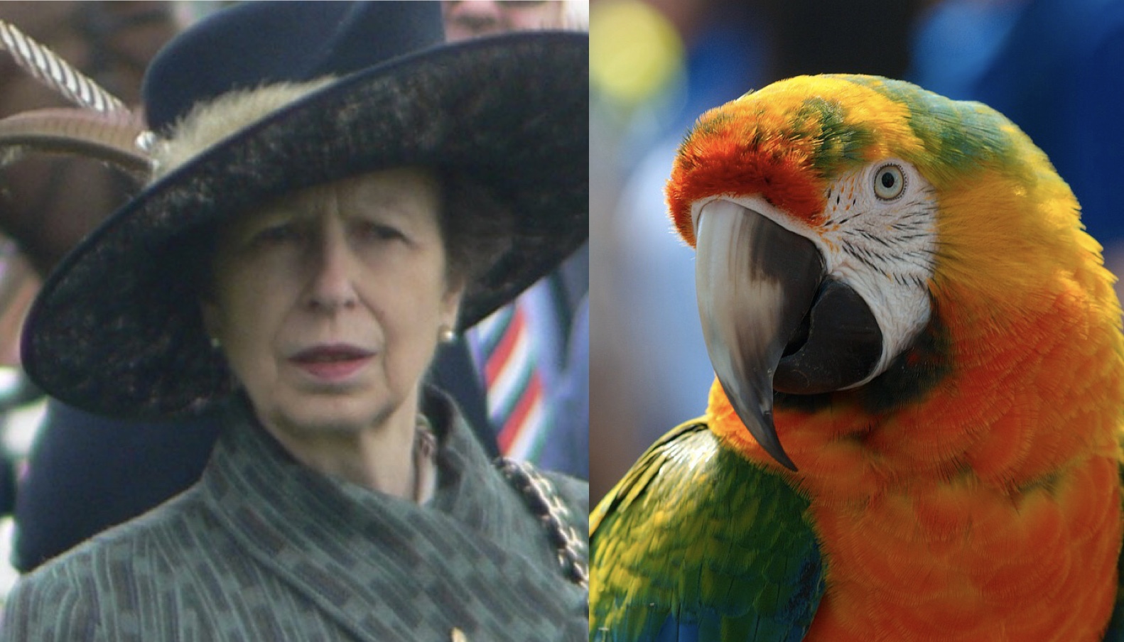 Escaped parrot and wolf-whistle causes mayhem during Princess Anne ...