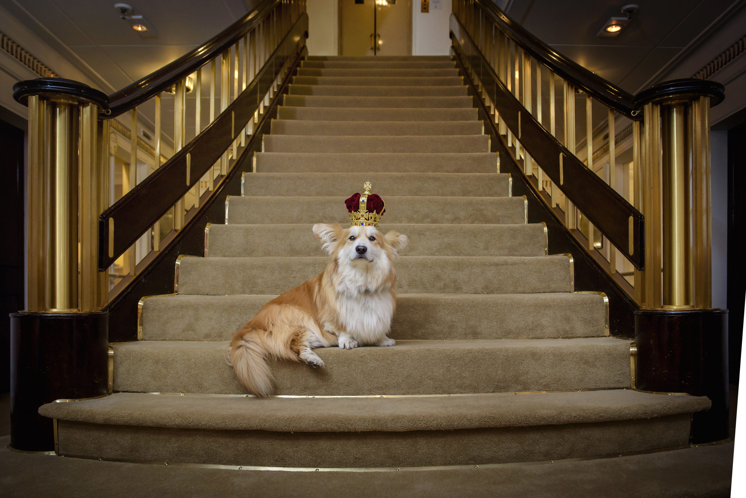Instagram superstar Marcel le Corgi visits the Royal Yacht Britannia ...