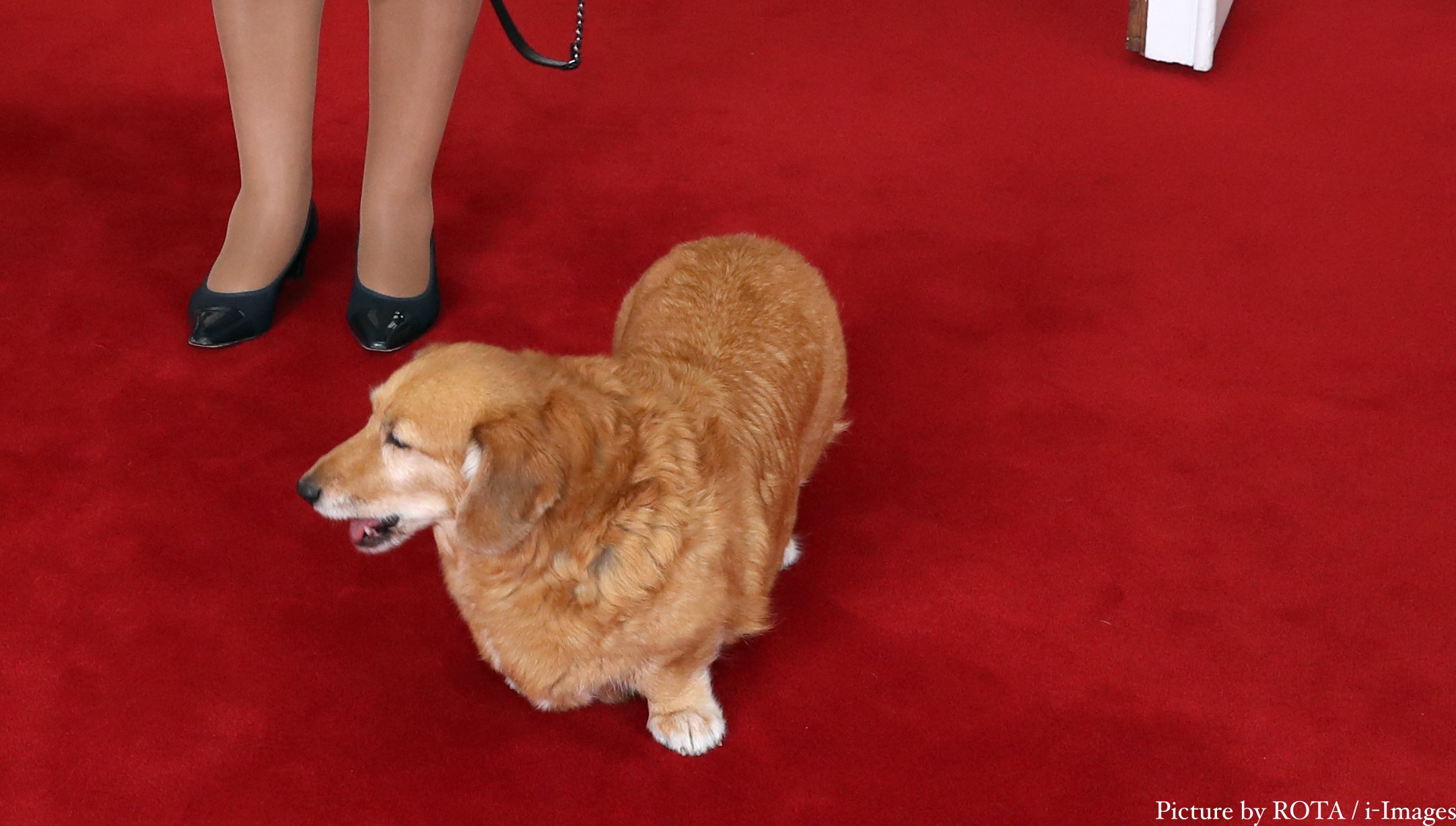 A look at British royal dogs over the years - Royal Central