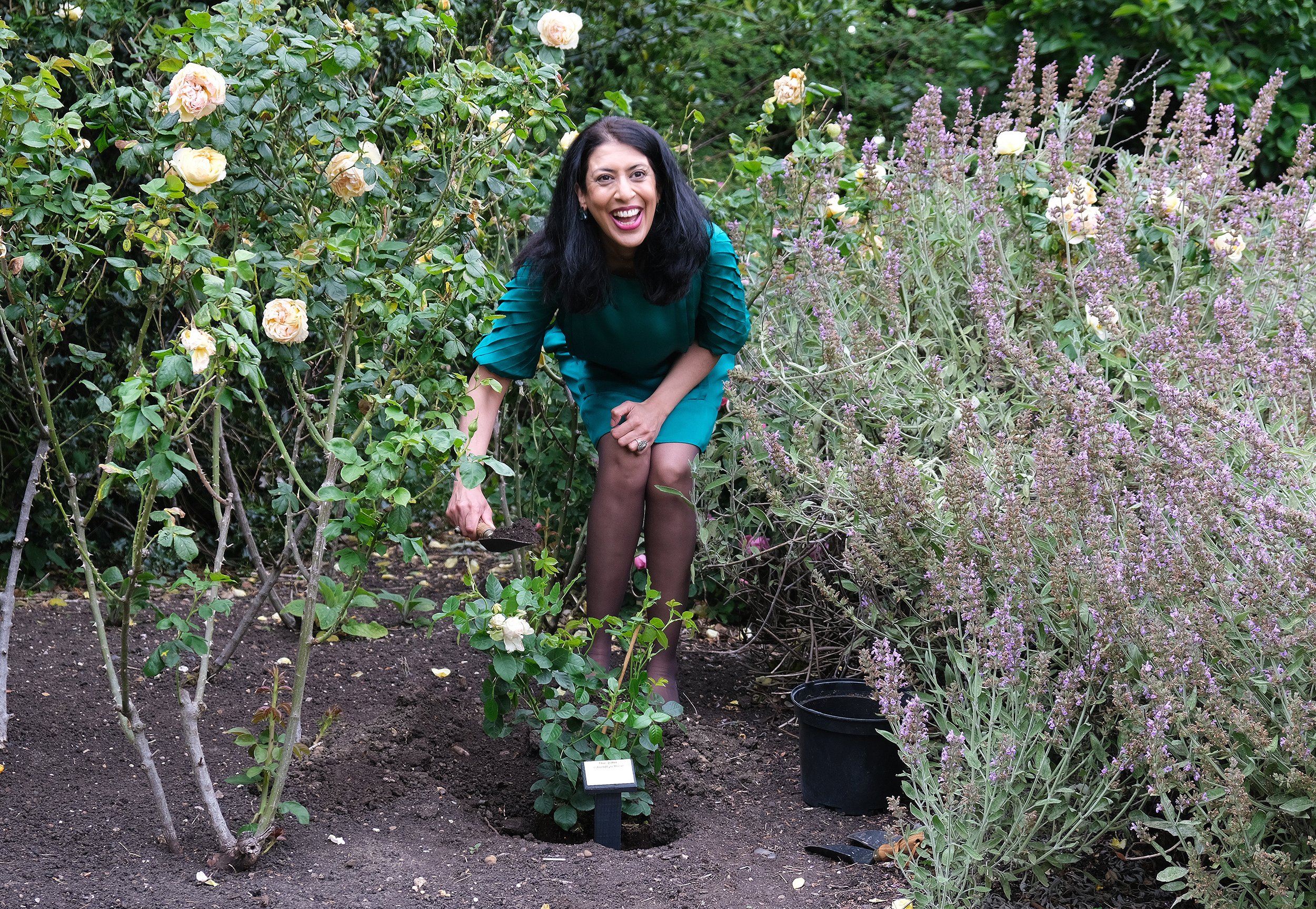 New and historic rose launched at Buckingham Palace - Royal Central