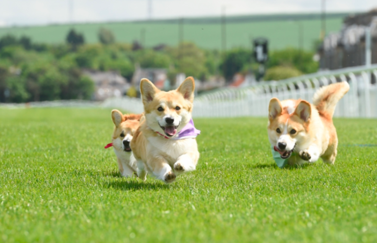 A very special Platinum Jubilee Corgi Derby to take place in June to ...