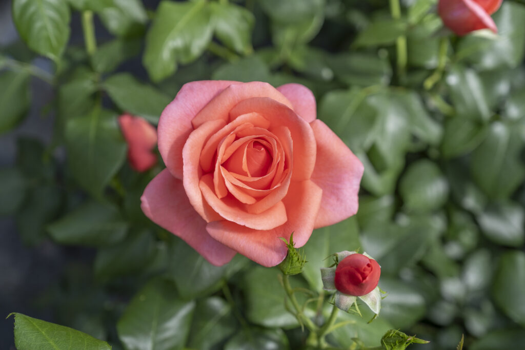 A rose for the Princess of Wales: Catherine's rose celebrates the power ...