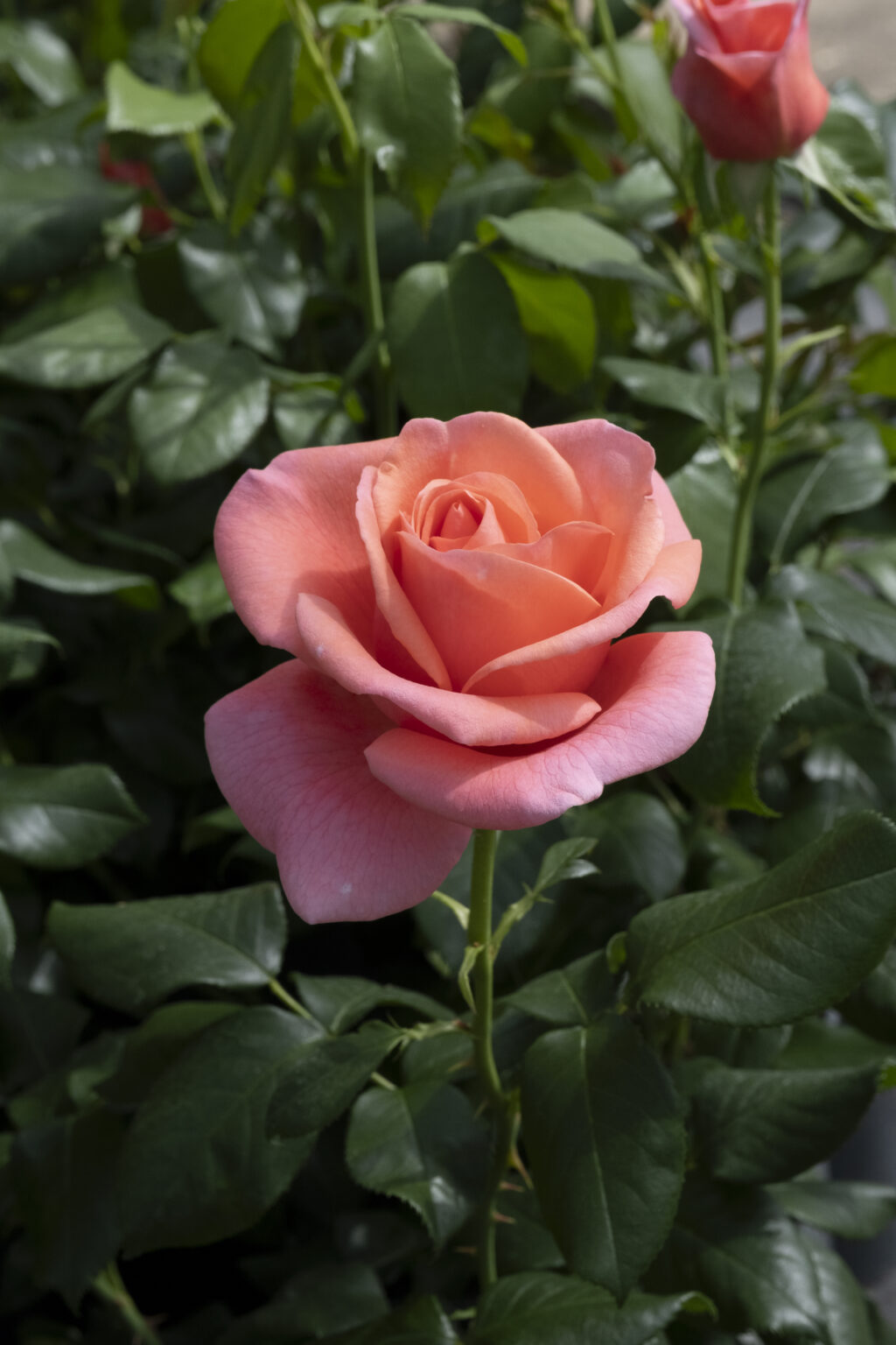 A rose for the Princess of Wales: Catherine's rose celebrates the power ...