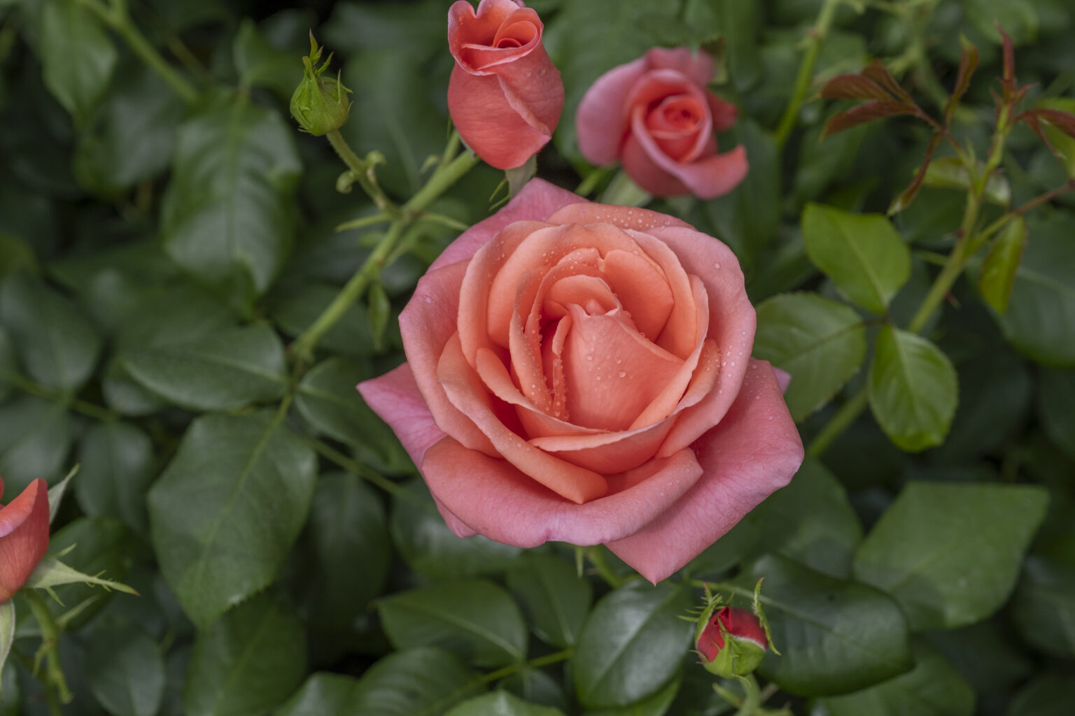 The Princess of Wales reveals "rollercoaster" of emotions after recovering from cancer treatment ...